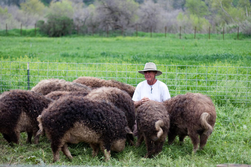 Winfield Farm - Purebred Mangalitsa Wooly Pigs in Southern California